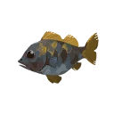 Bahari Bass - Palia Fish - Palia Database