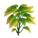 Sweet Leaf - Palia Gatherable - Palia Database