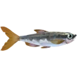 白鲑 - Palia Fish - Palia Database