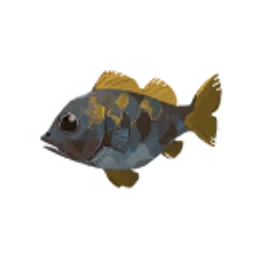 Bahari Bass - Palia Fish - Palia Database