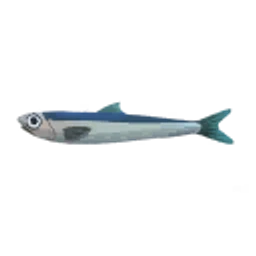 Oily Anchovy - Palia Fish - Palia Database